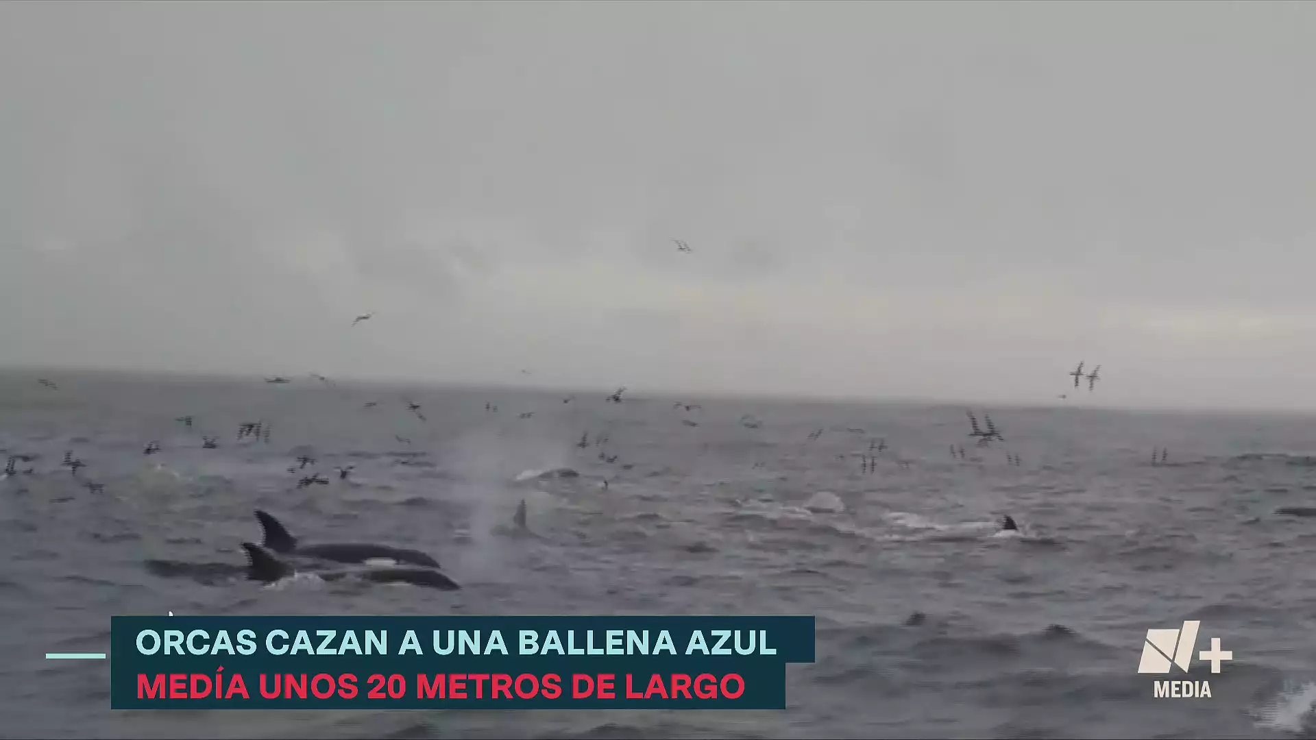 Caza De Peces Ballena Azul