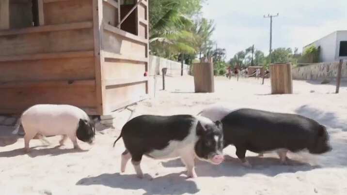 Nombran playa en honor a cerditos huérfanos de Progreso, Yuc | N+