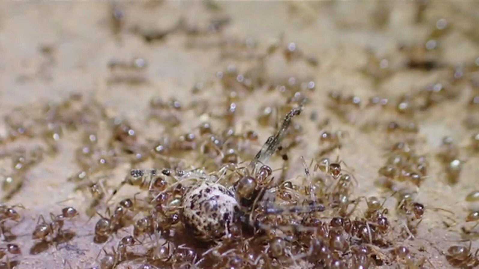 Hongo infeccioso podría combatir las hormigas locas | N+