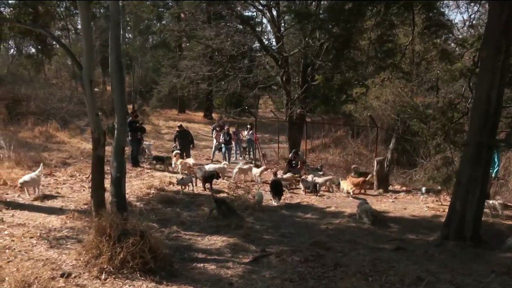 ¿Cómo es el Refugio Franciscano que alberga a 1,500 perros y gatos en ...