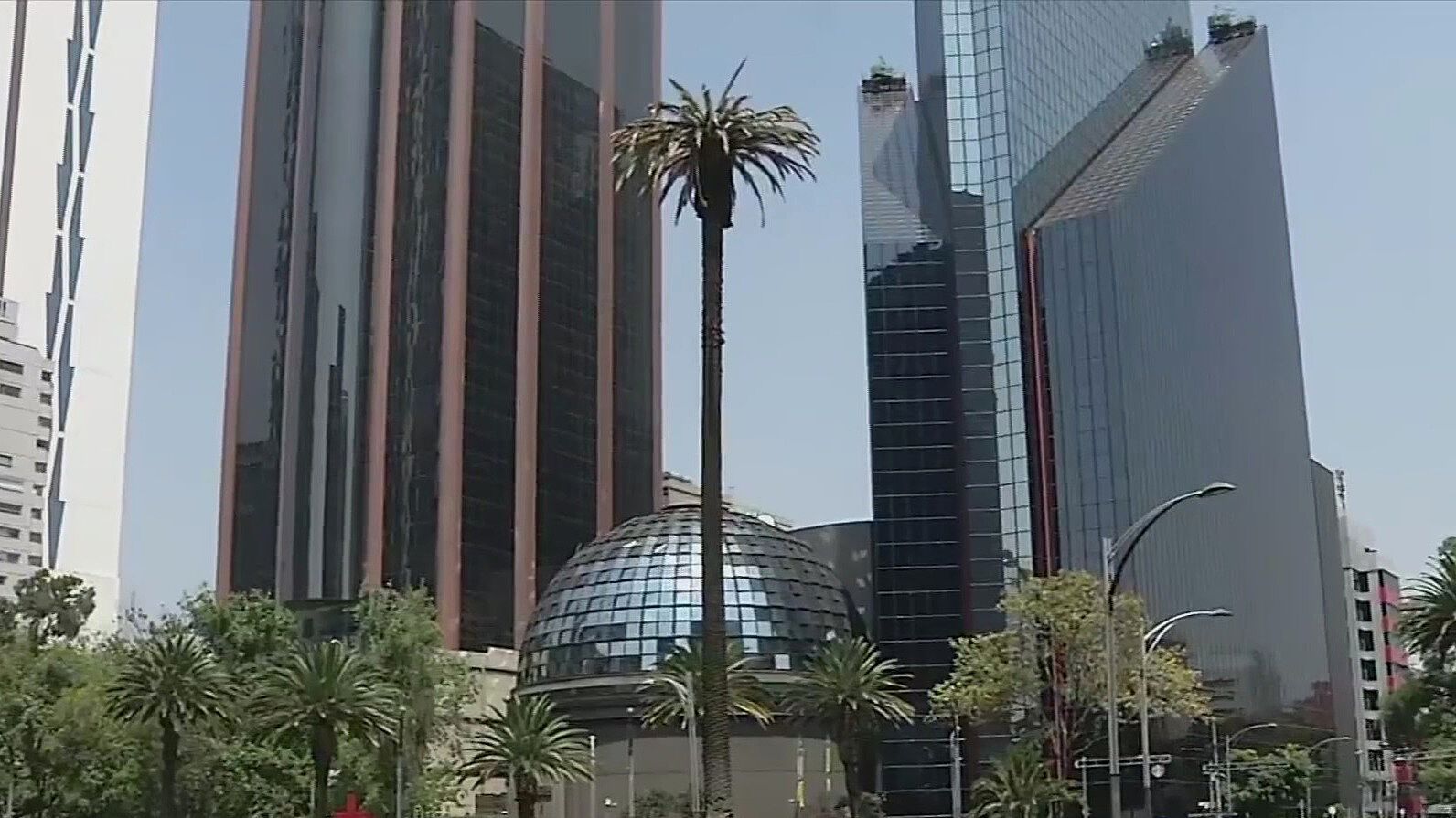 Ahuehuete, el árbol que sustituirá a la icónica palmera de Reforma | N+