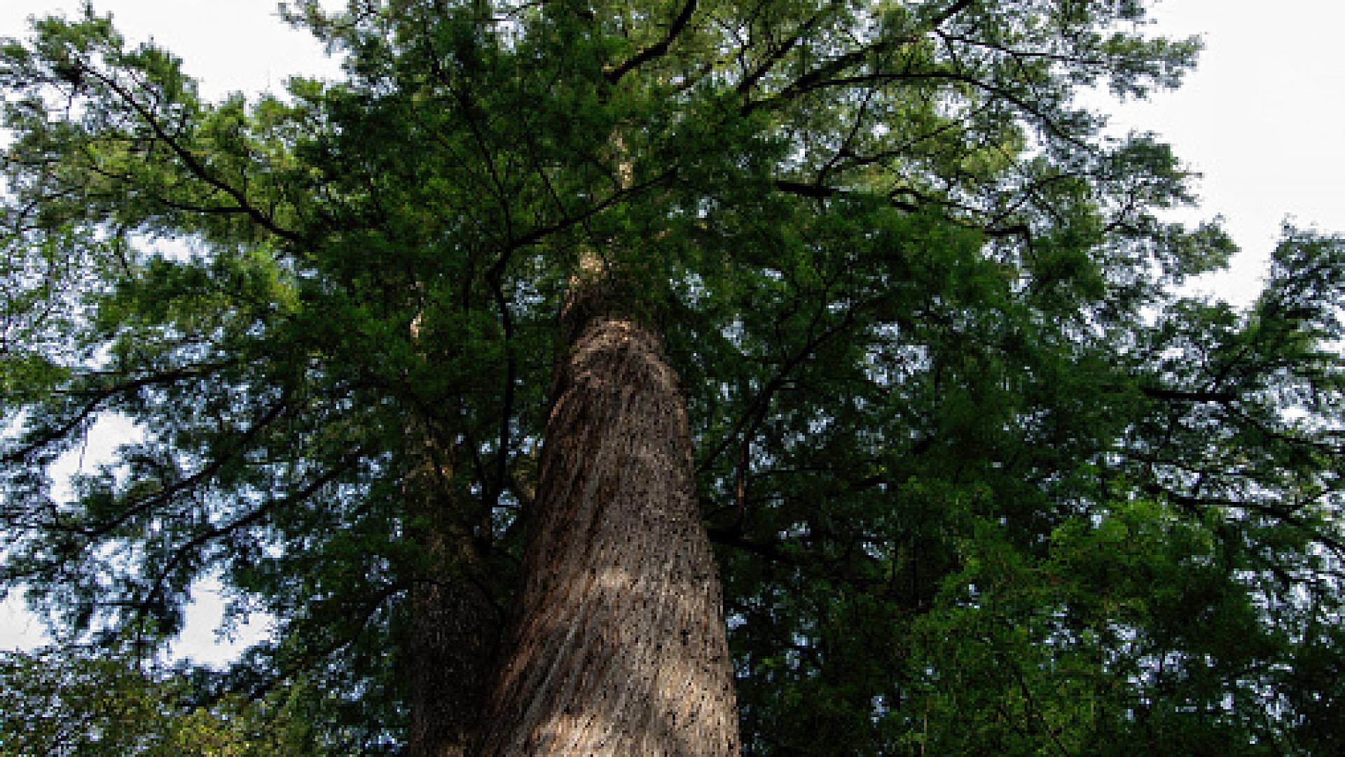 ¿Cuál es la importancia del ahuehuete para México? | N+