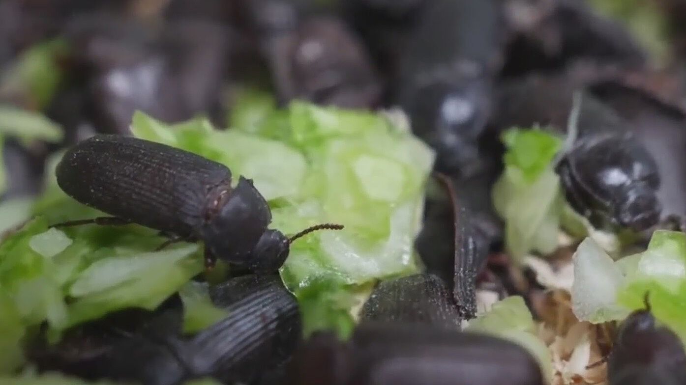 Insectos, una alternativa para una alimentación nutritiva | N+