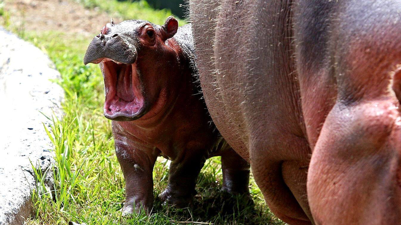 Nace Bebé Hipopótamo en el Zoológico de Dallas | N+