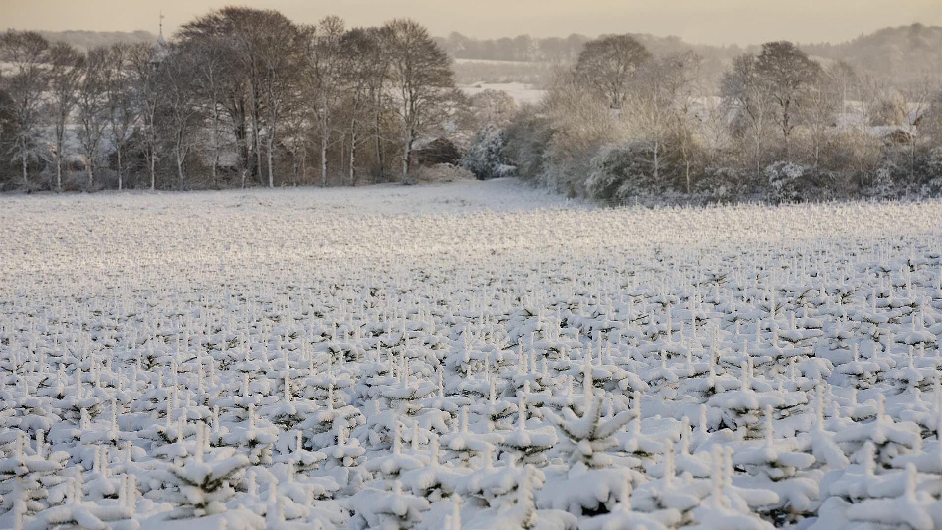 ¿Cómo se Forma la Nieve? | N+