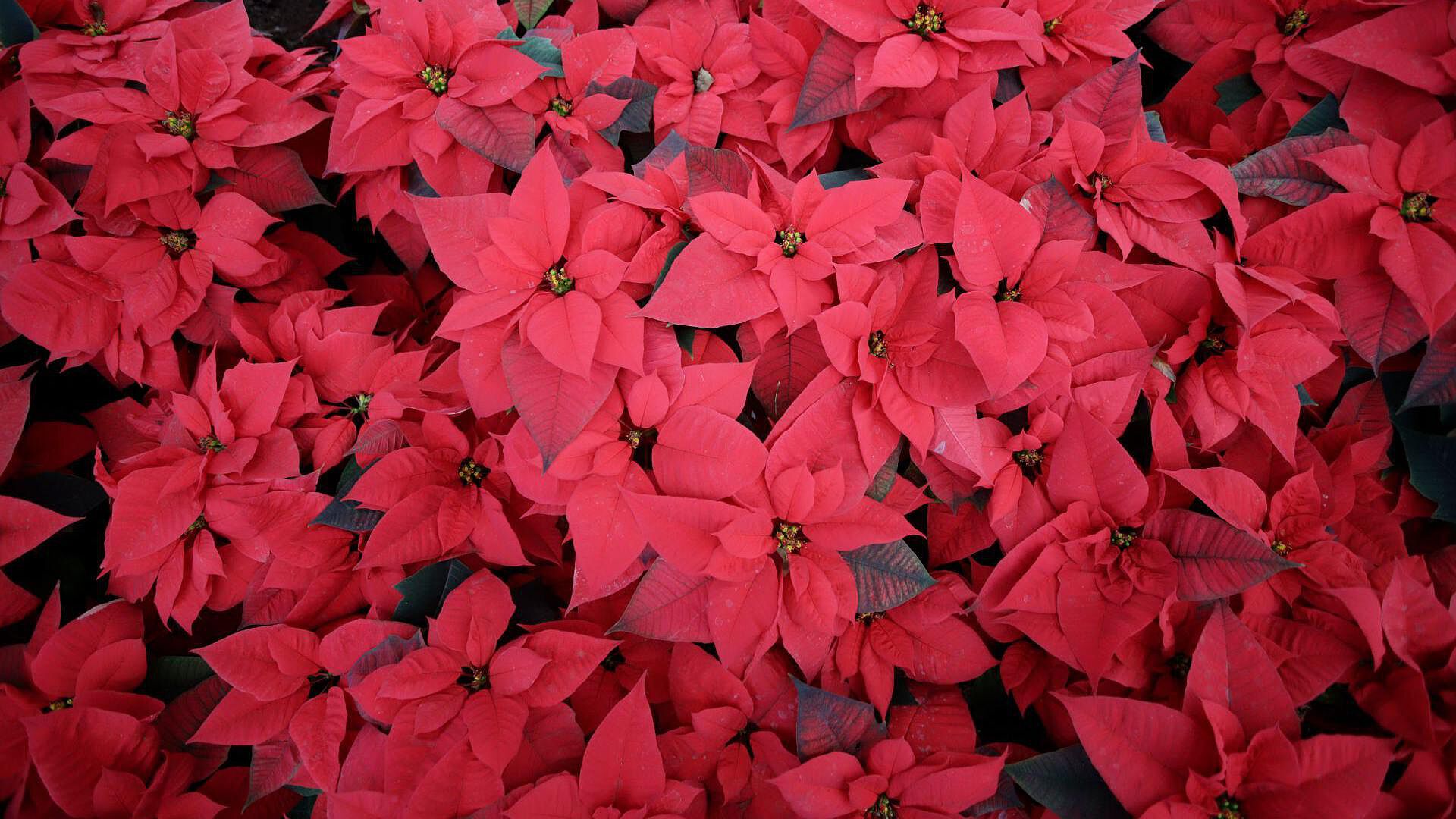 ¿Sabías que Existen más de 100 Especies de Nochebuena? | N+