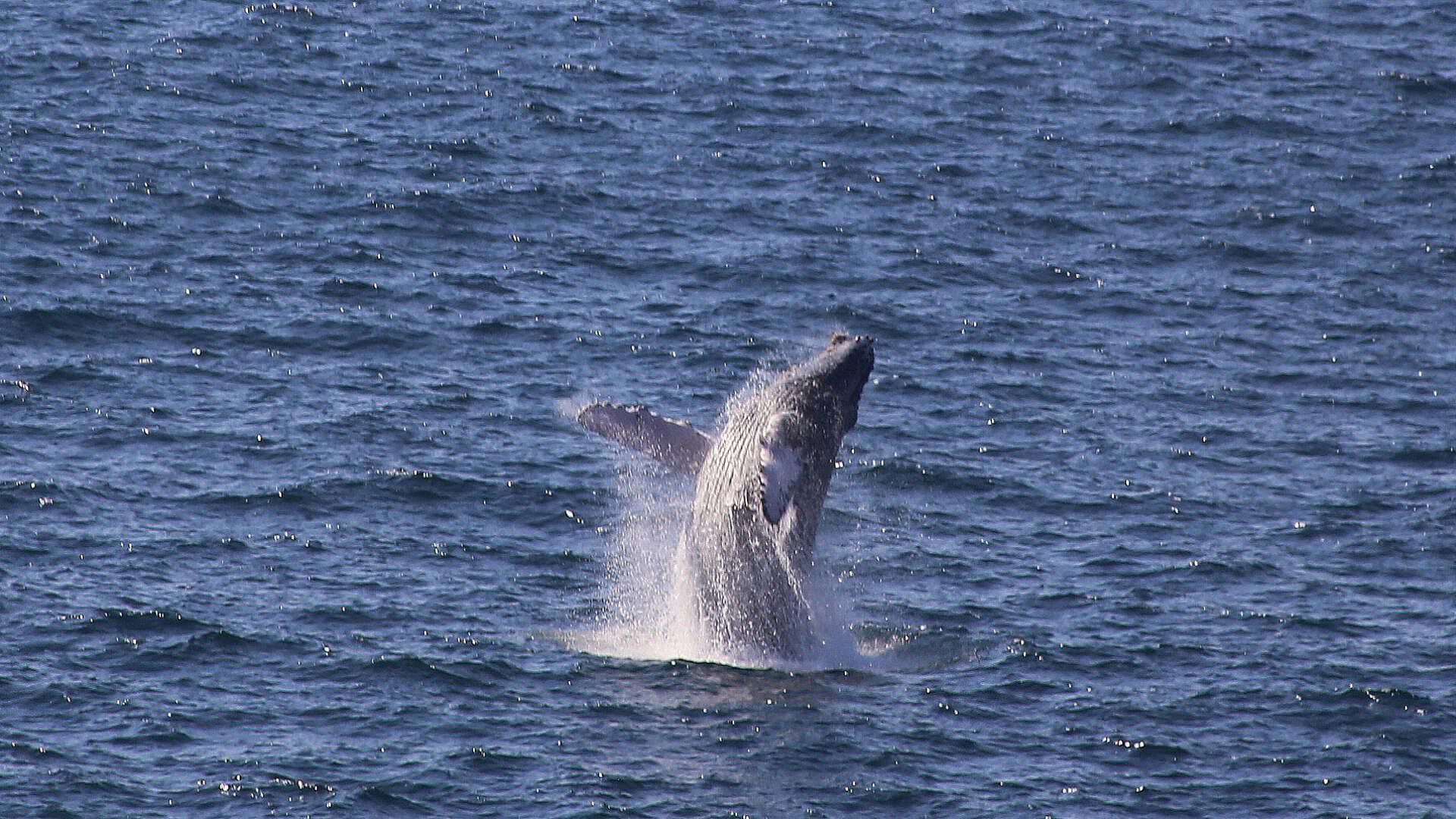 Comienza Avistamiento de Ballenas en Baja California | N+