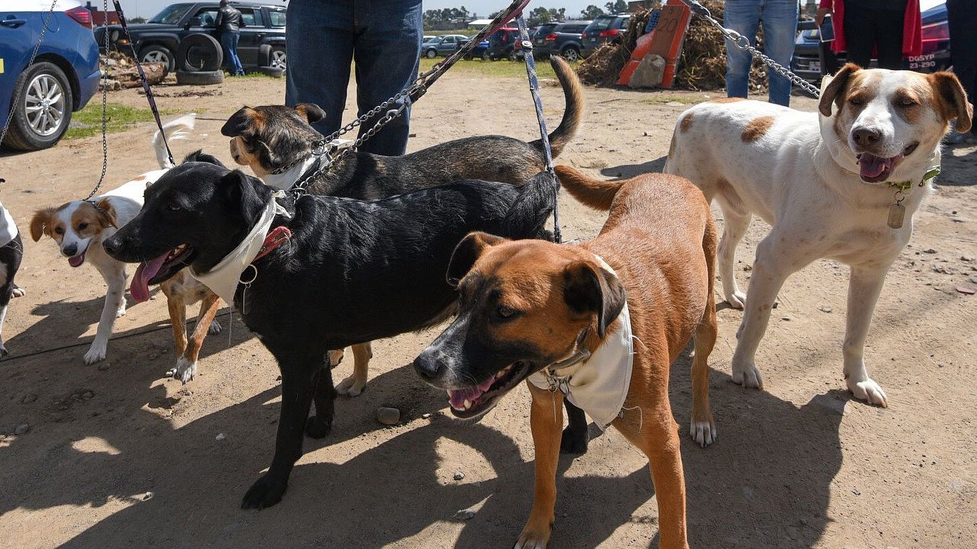 ¿Foro Económico Mundial Pidió Sacrificar Perros y Gatos? | N+