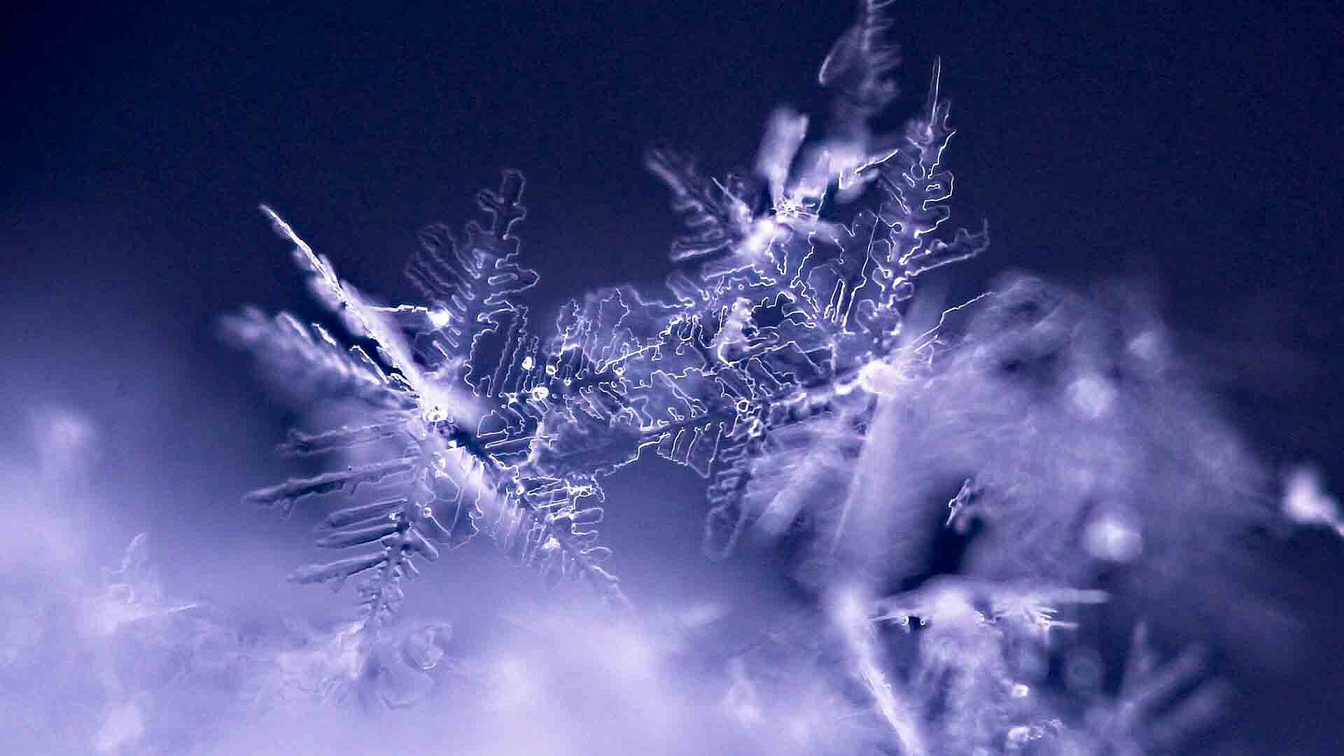 Wilson Bentley, El Verdadero "Hombre Copo de Nieve" | N+