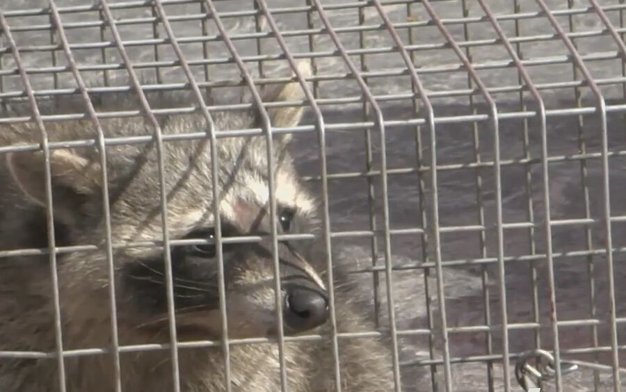 Capturan Mapache en Casa de Fracc. Lomas del Paseo | N+