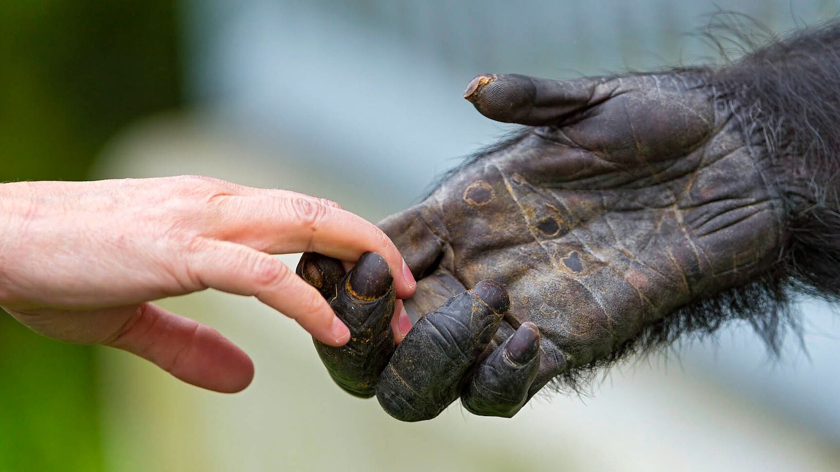 Humanos y Simios Comparten Lenguaje | N+