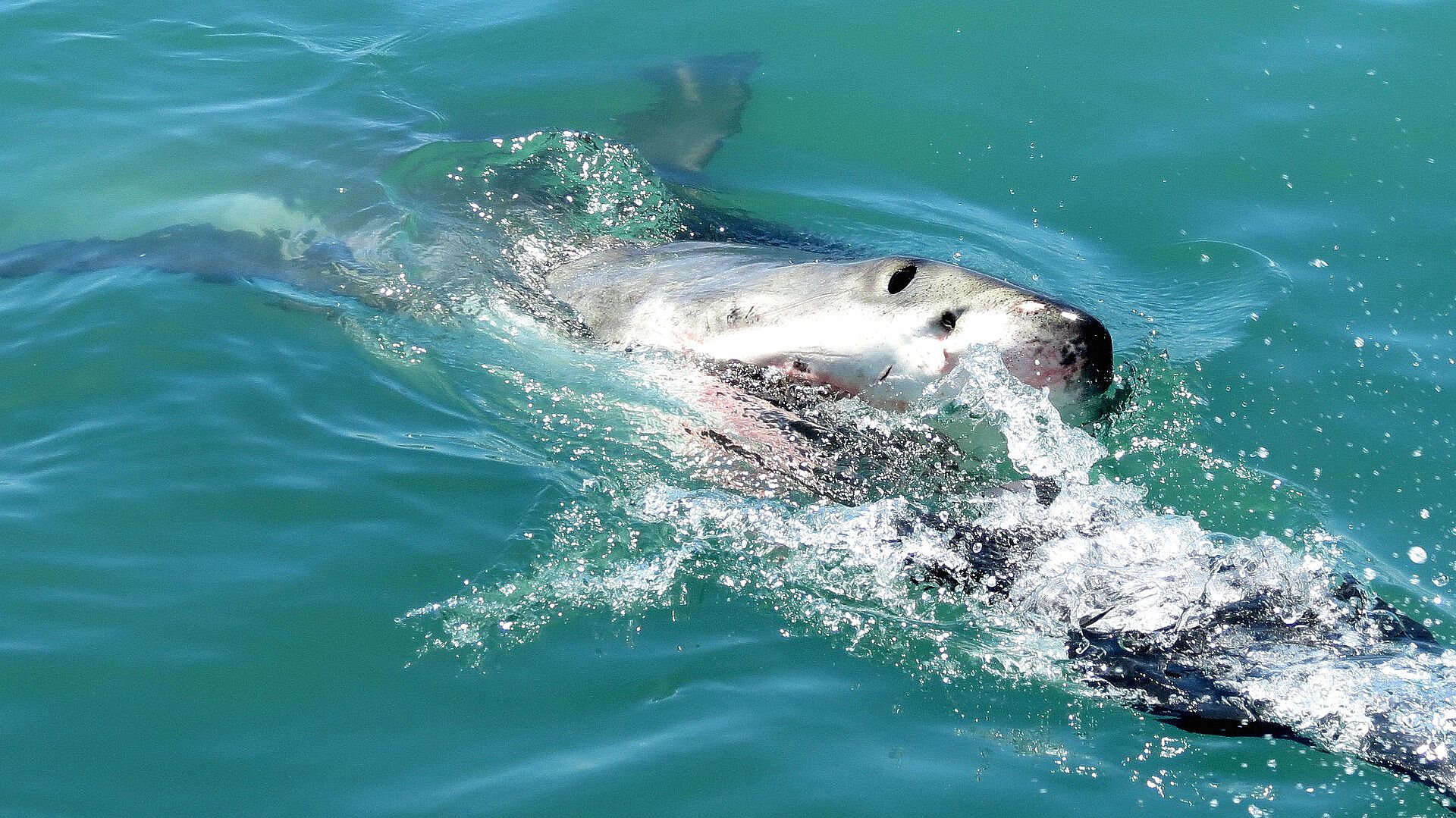 Muere Buzo por Mordida de Tiburón Blanco en Sonora | N+