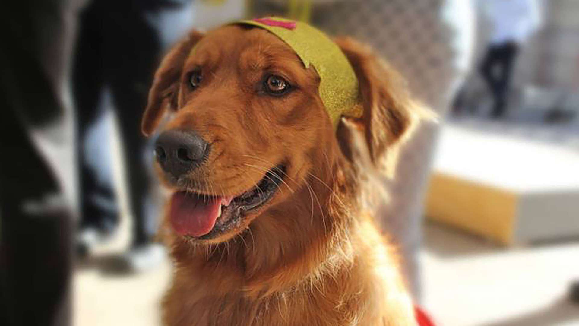 "La Golda", Una Perrita Que Ayuda A Detectar Abuso Infantil | N+