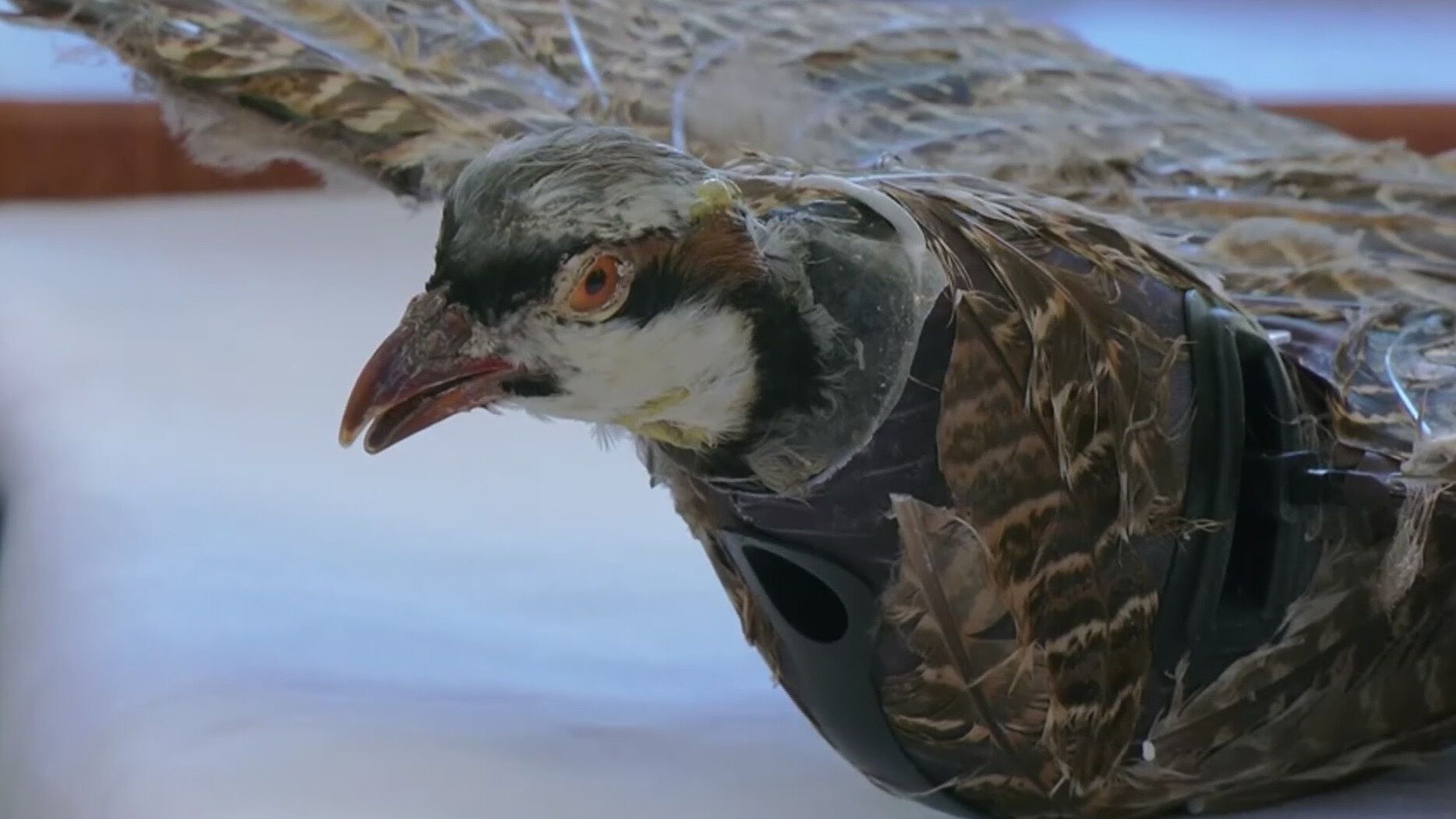 Aves Disecadas Ayudan a Investigadores | N+