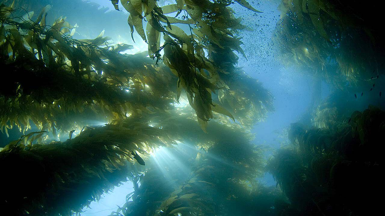 ¿Por qué Los Bosques de Kelp o Algas se Están Moviendo? | N+