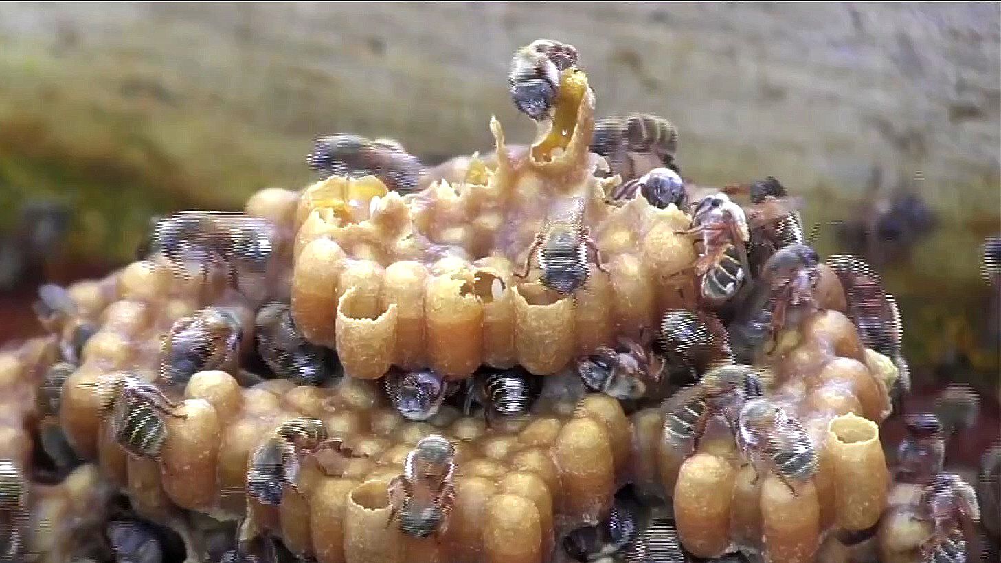 "Colapso de Colmena" Deja Muerte Masiva de Abejas en Yucatán | N+