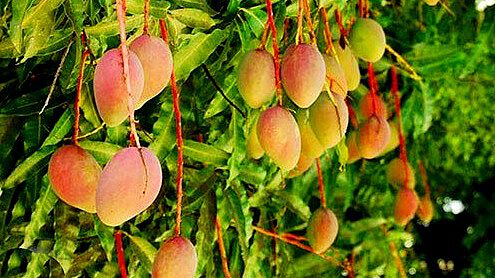 Frente Frío Afecta Producción de Mango en Veracruz | N+