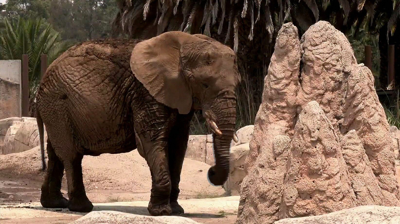 Comparan a Elefante Ely con la Orca más Solitaria del Mundo | N+