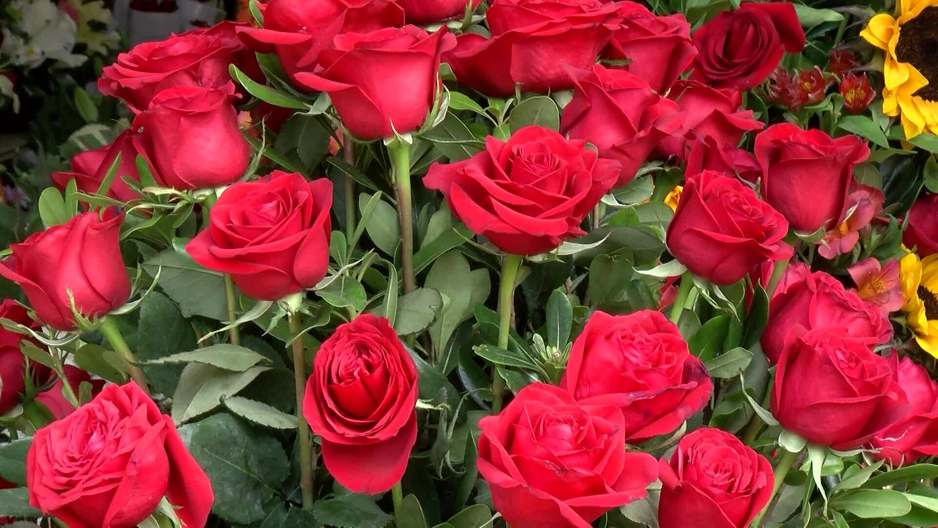 Hoy Empieza la Primera Feria de las Flores en Querétaro | N+