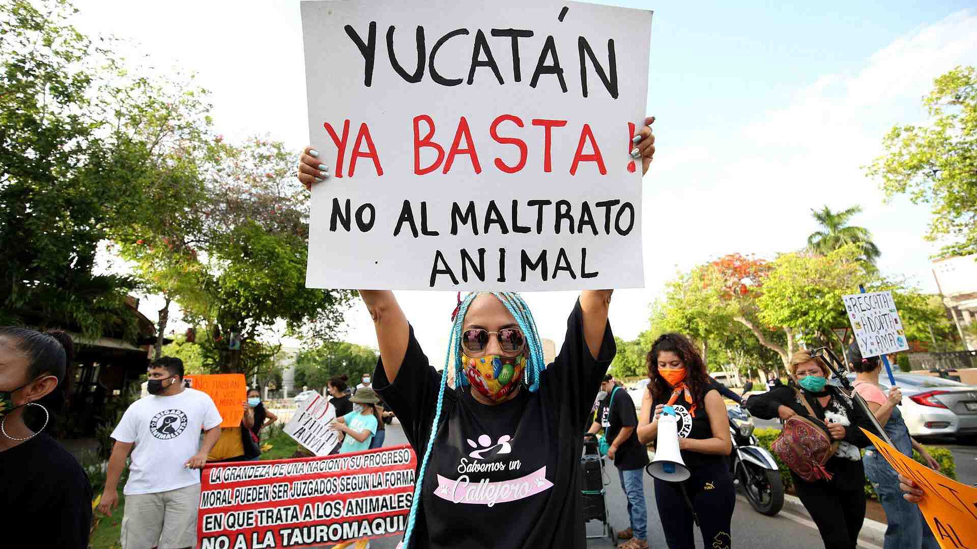Tipificación del Delito de Maltrato Animal en México | N+