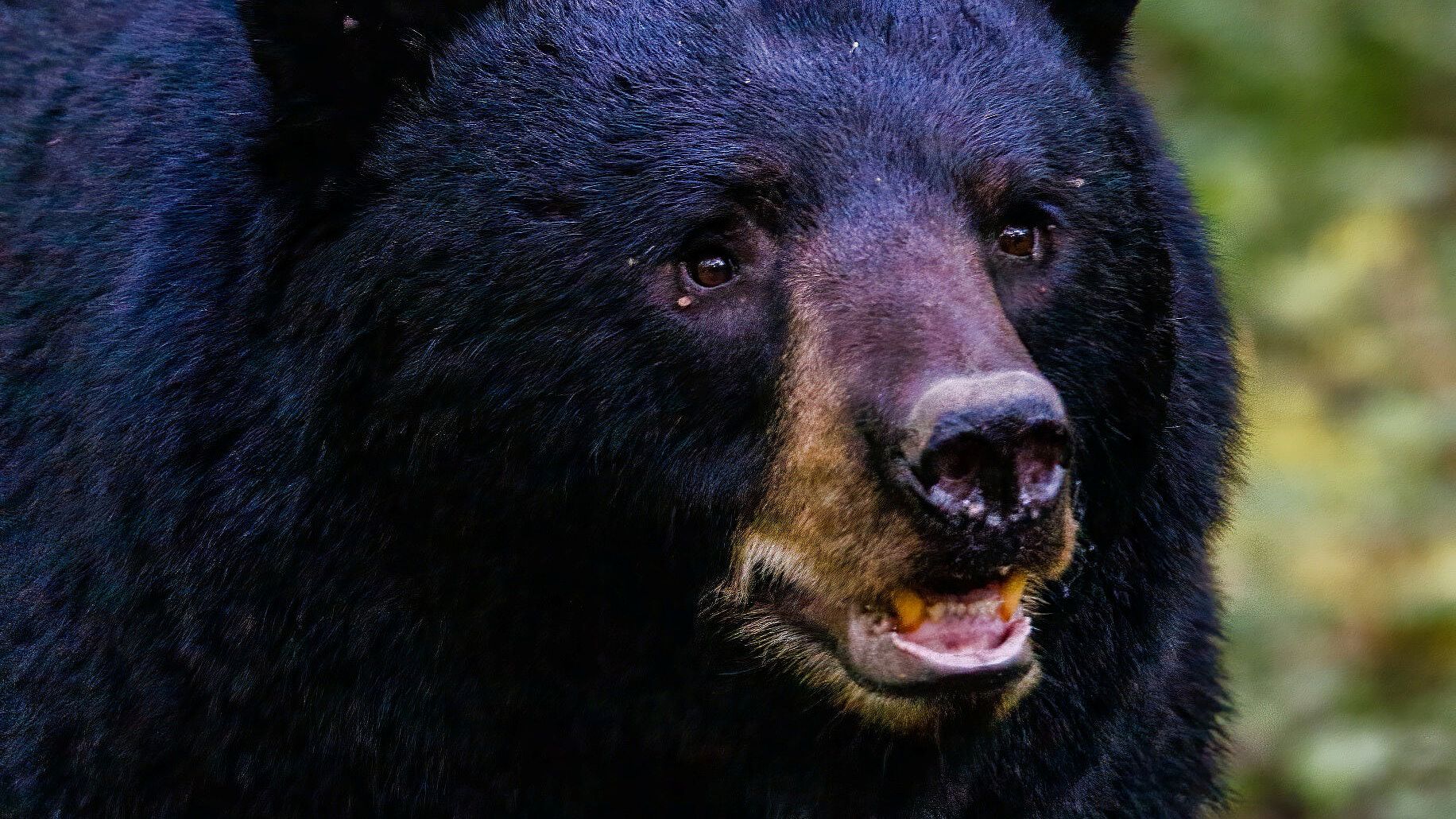 Captan a Oso Rascándose su Lomito con Árbol en Nuevo León | N+