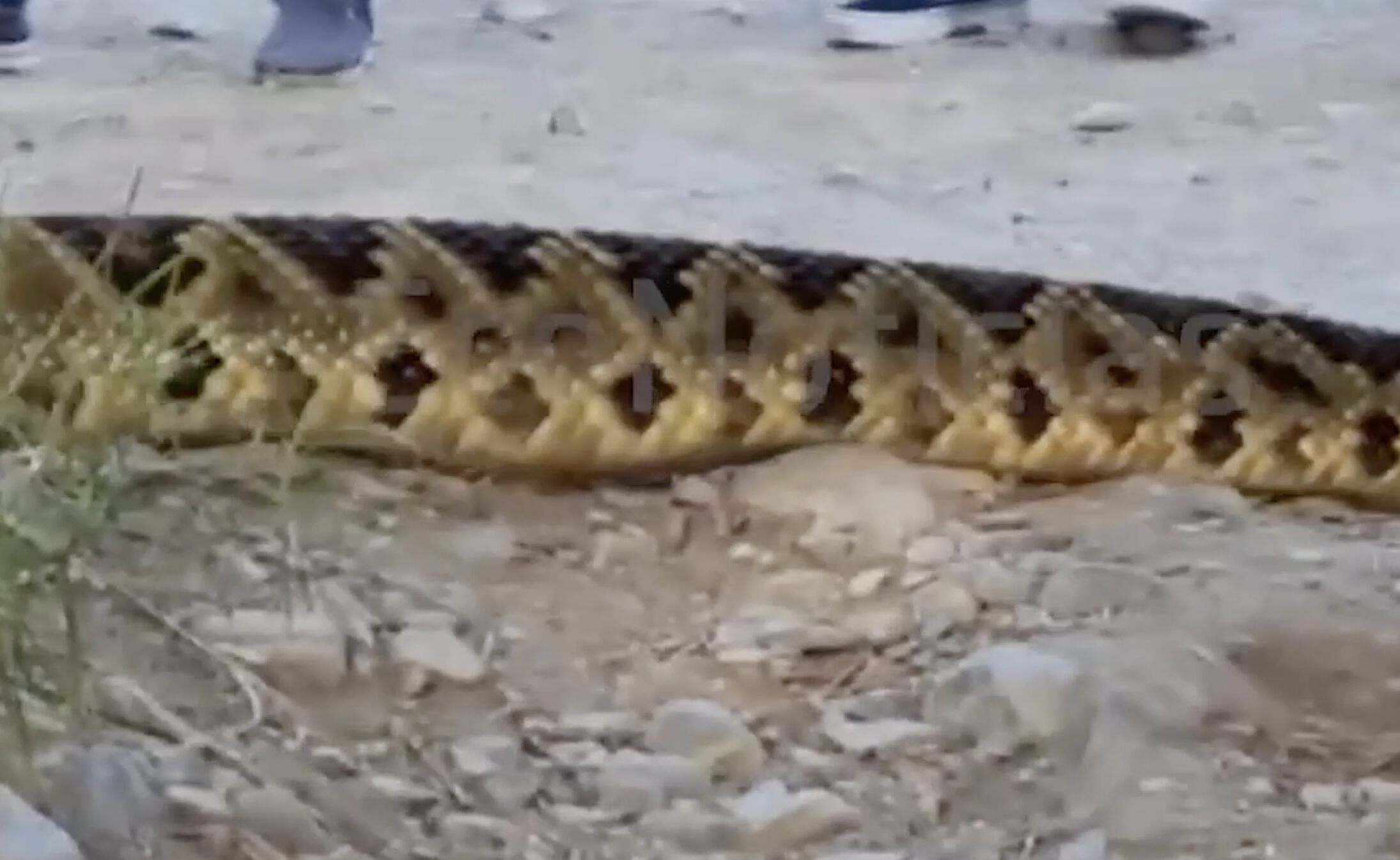 Video: Captan Víbora de Gran Tamaño en el Río Ramos en Allende | N+