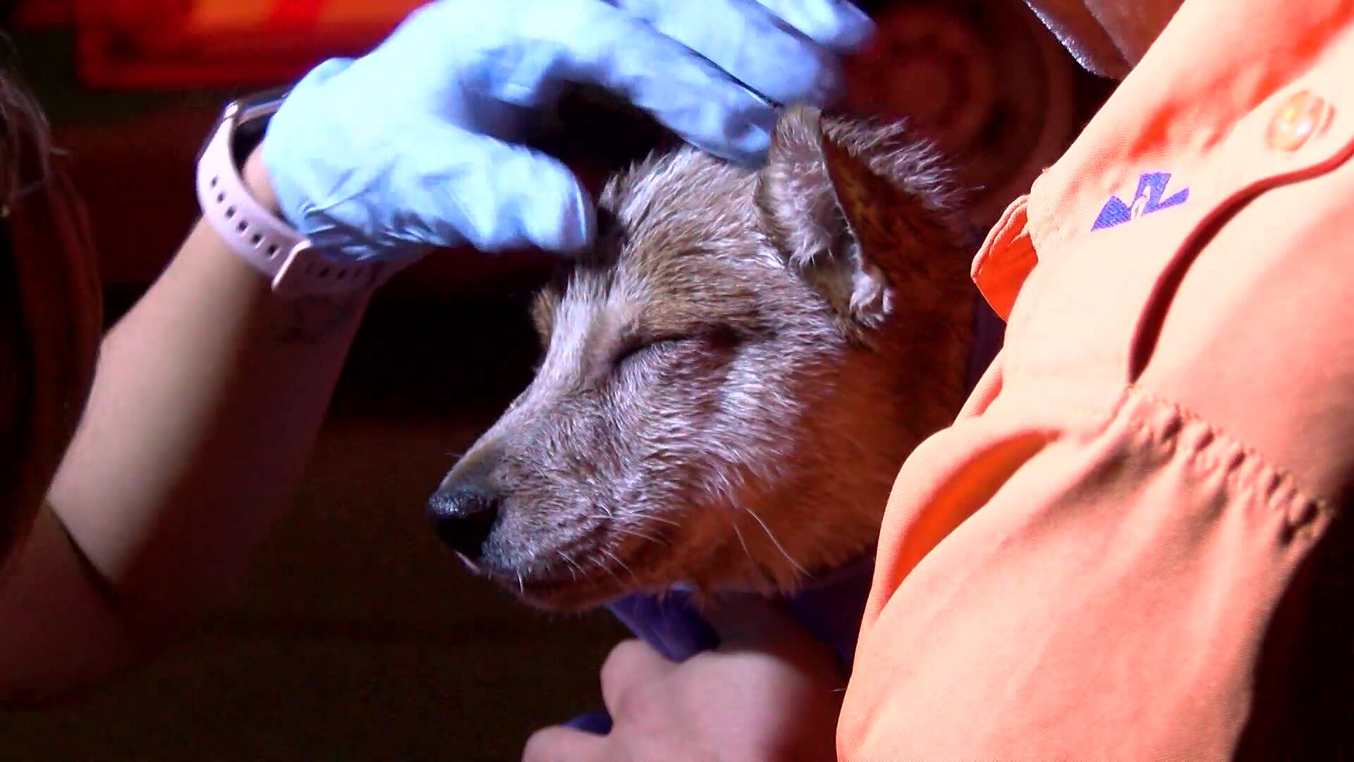 Rescatan a Perrito de Entre Las Llamas, en Chatarrera | N+